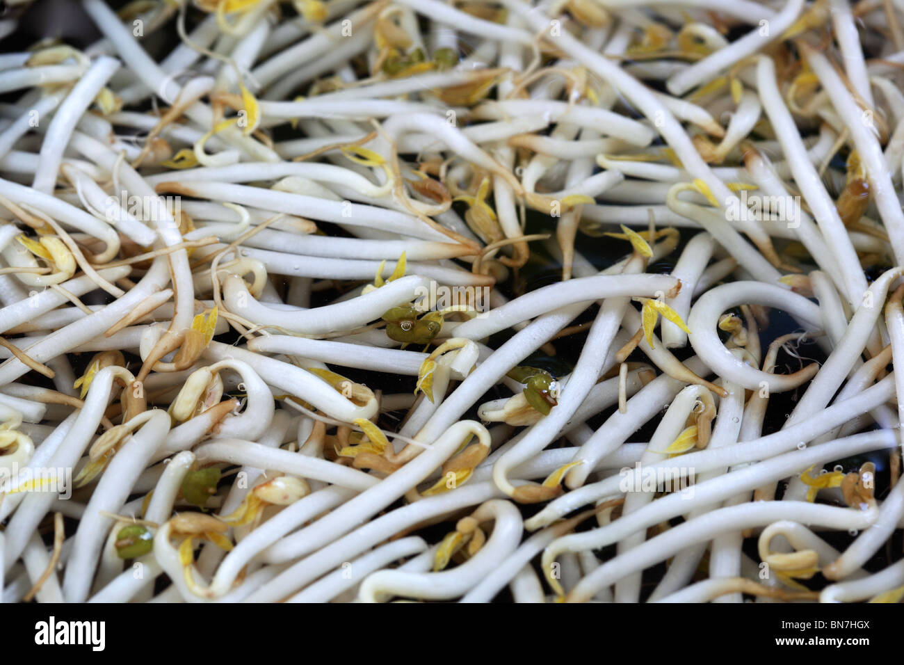 soya sprouts seedlings Stock Photo - Alamy