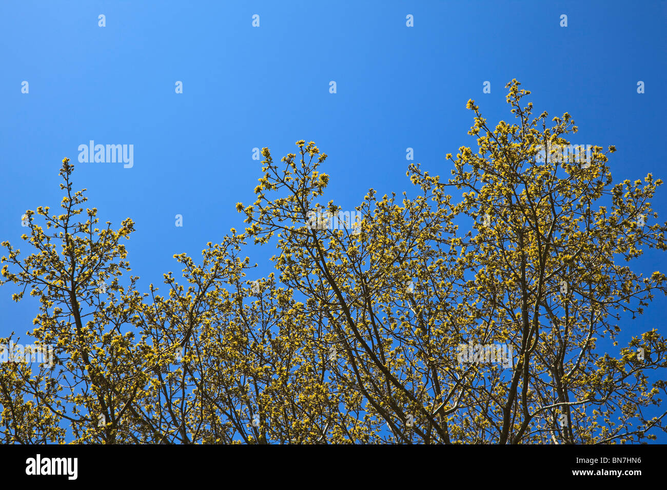 New leaf growth on an oak tree in Spring with deep blue sky Stock Photo ...