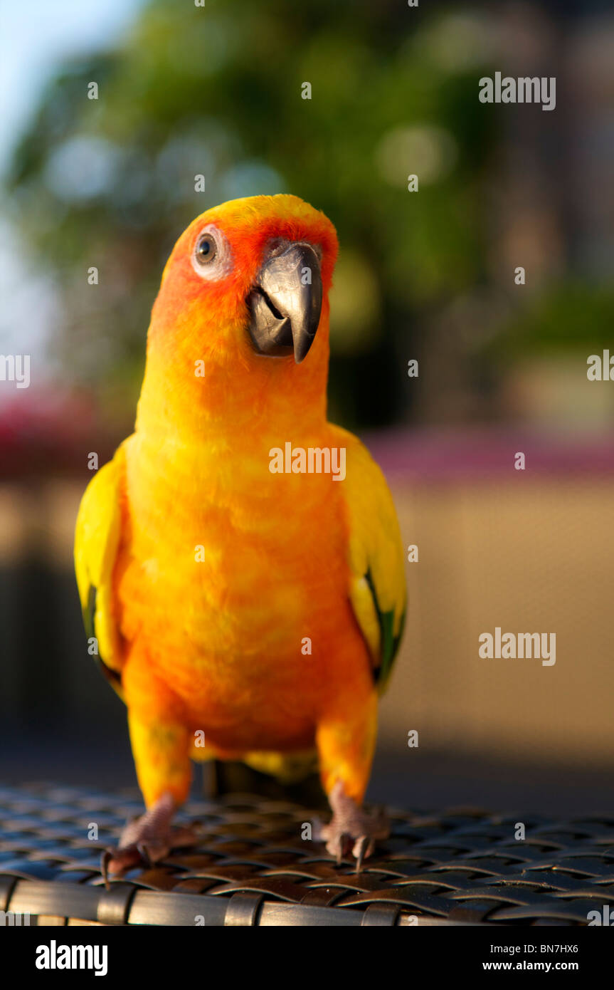 Orange parrot hi-res stock photography and images - Alamy