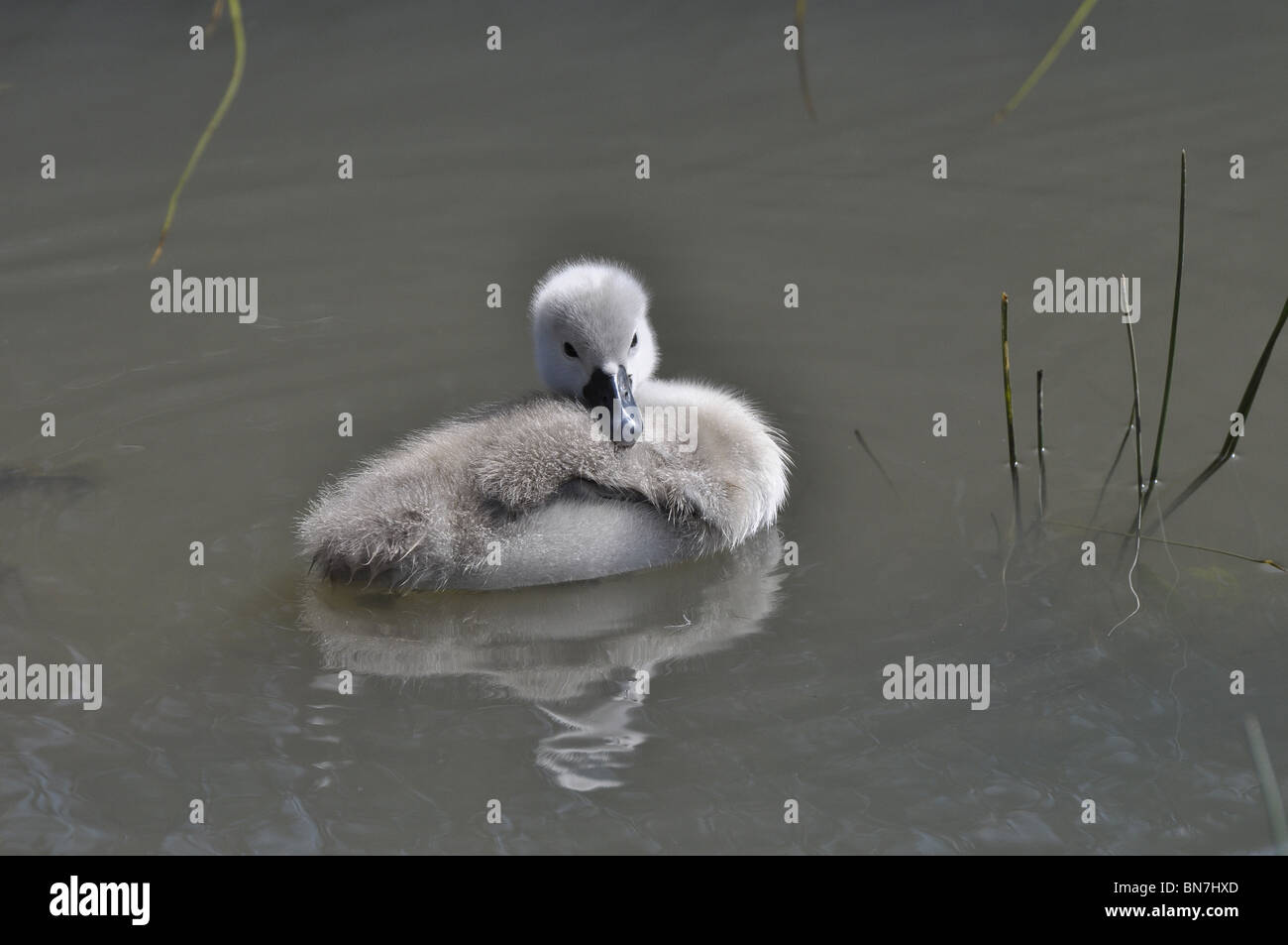 Cygnet mute swan hi-res stock photography and images - Alamy