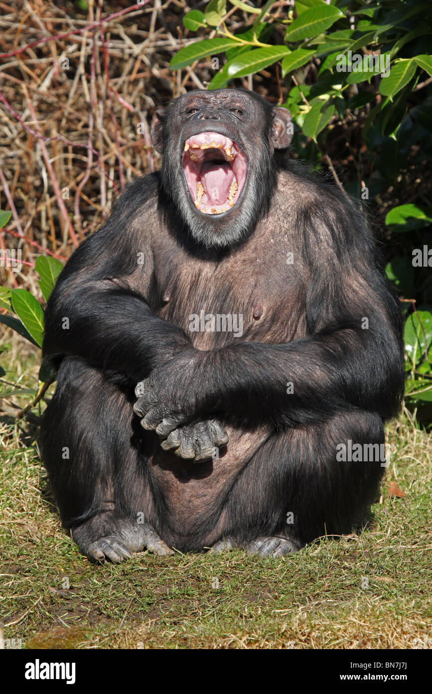 Chimp laughing hi-res stock photography and images - Alamy