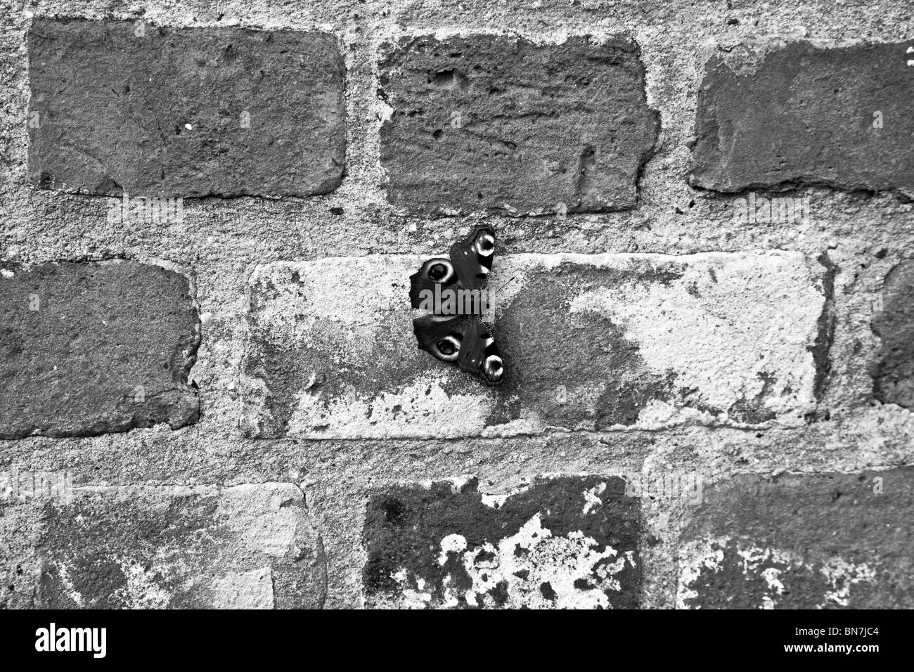 Bricks on wall Black and White Stock Photos & Images - Alamy