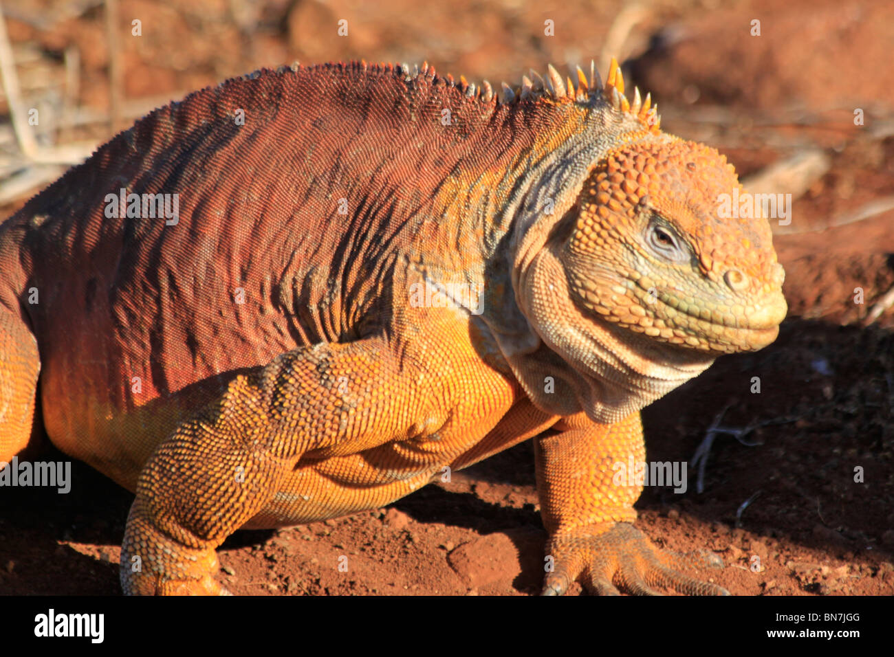 Land Iguana, Galapagos Islands Stock Photo - Alamy