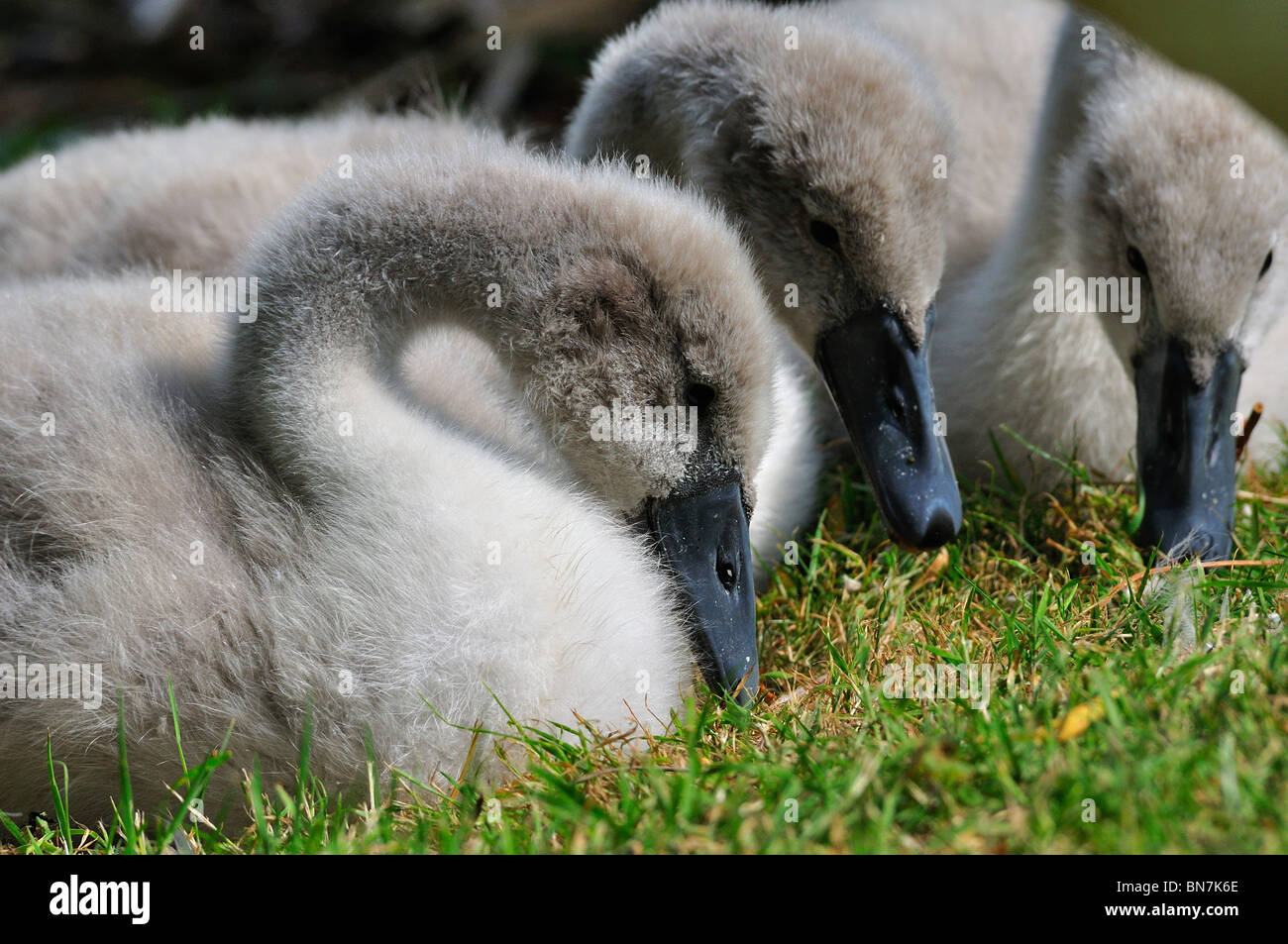 Baby Swans feeding on grass Stock Photo - Alamy