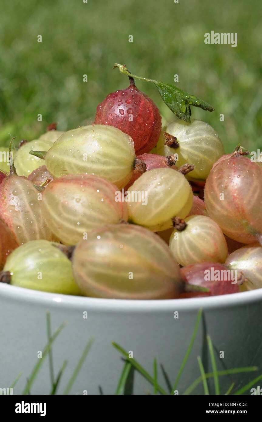 Fruit gooseberries hi-res stock photography and images - Alamy
