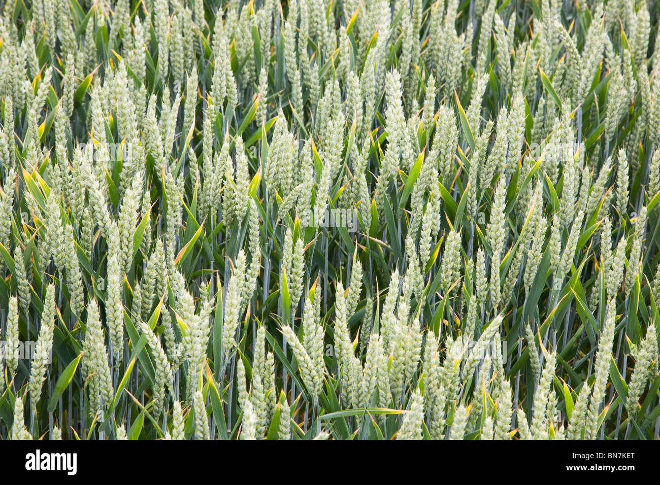 Wheat ears starting to ripen Stock Photo - Alamy