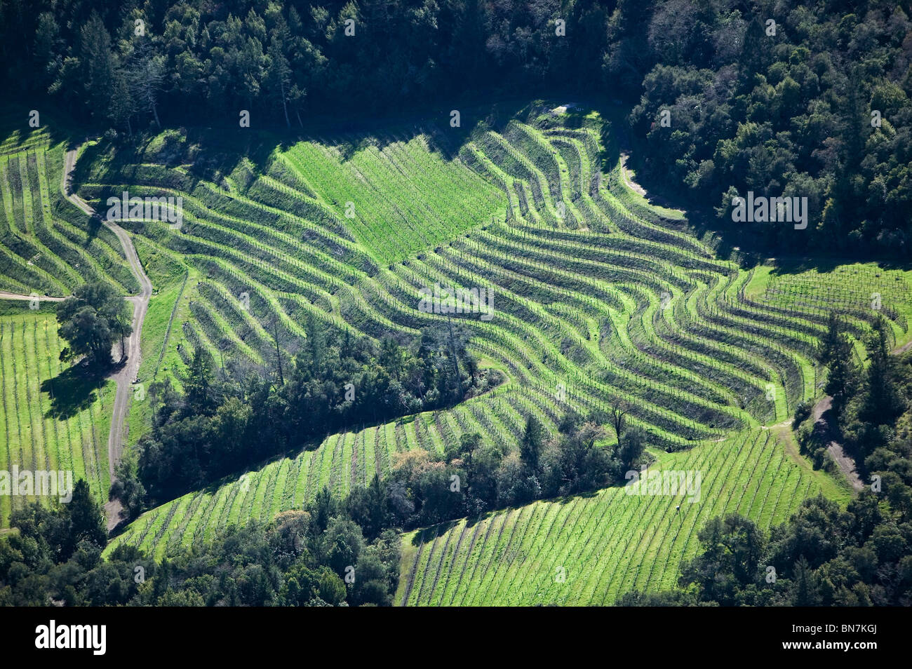 aerial view above hillside vineyard northern California Stock Photo - Alamy