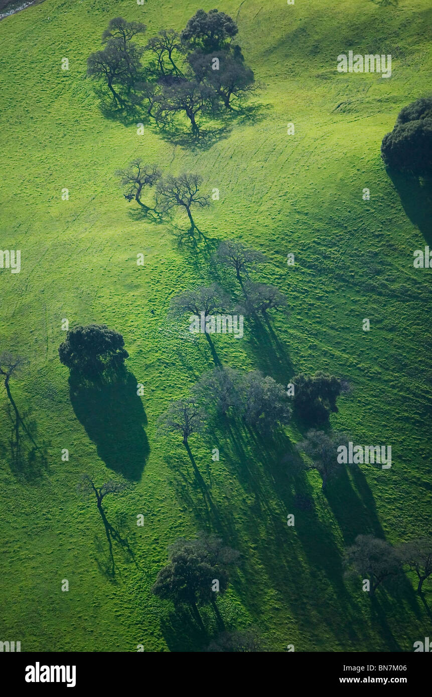 aerial view above oak trees hillside spring Sonoma county California ...
