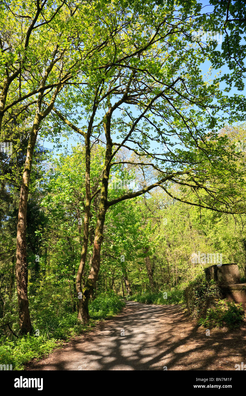 Woodland walk with shadows of trees on path, leafy dappled light Stock ...