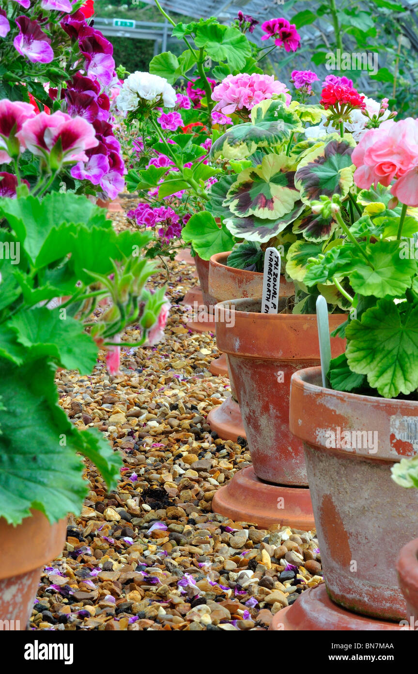 Geraniums in pots hi-res stock photography and images - Alamy