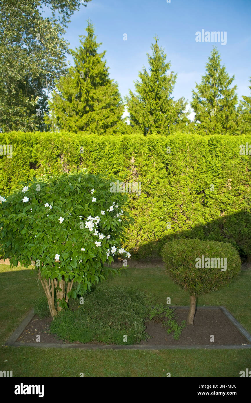 home landscape hedges and trees Stock Photo - Alamy