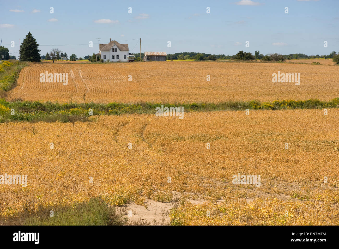 Soybean field ready for harvest near Ubly Michigan Stock Photo - Alamy