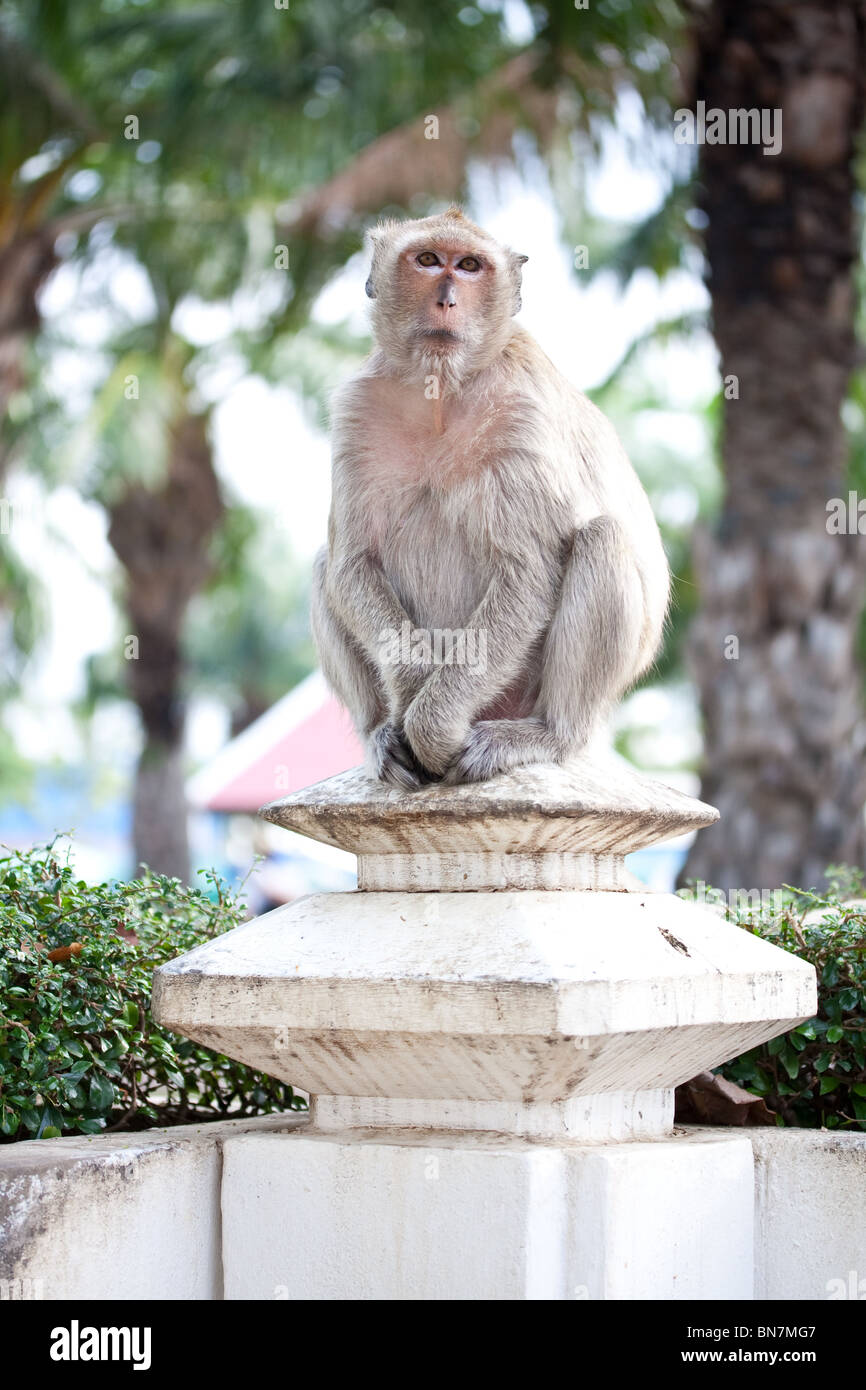 A Monkey and Palm Tree Stock Photo - Alamy