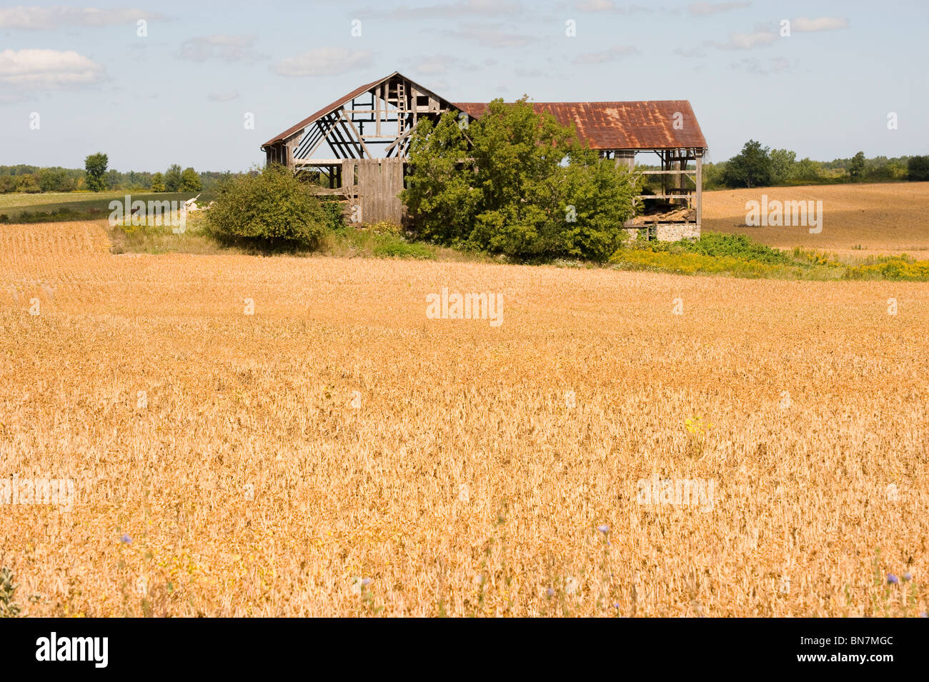 Soybean field ready for harvest near Ubly Michigan Stock Photo - Alamy