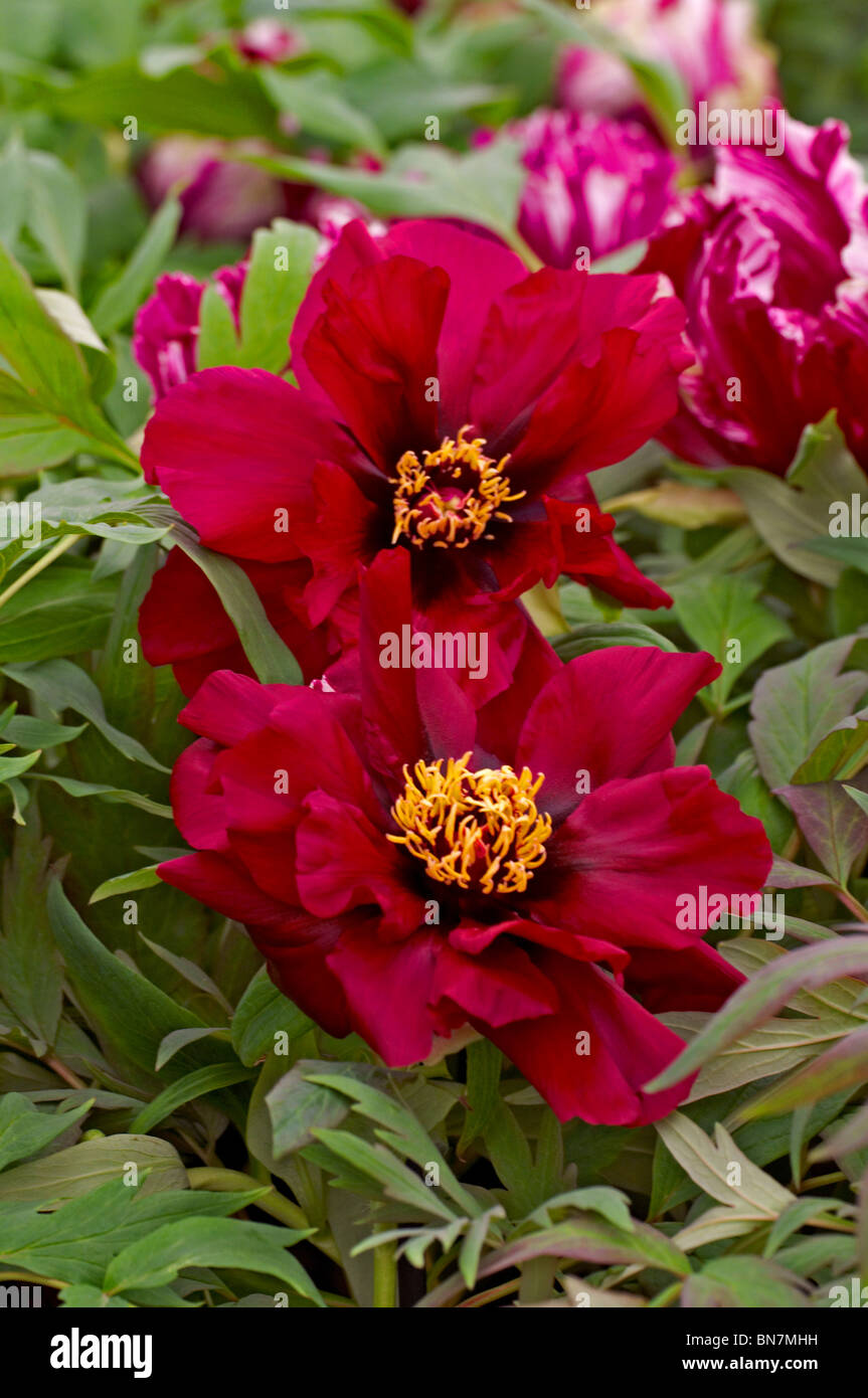 Tree peonies hi-res stock photography and images - Alamy