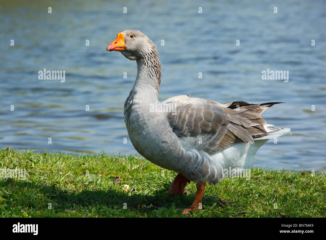The grey goose costs in a grass on river bank Stock Photo - Alamy