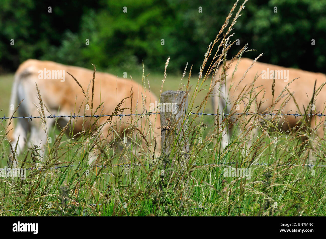 Barbed Wire Fence at a cattle farm Stock Photo - Alamy