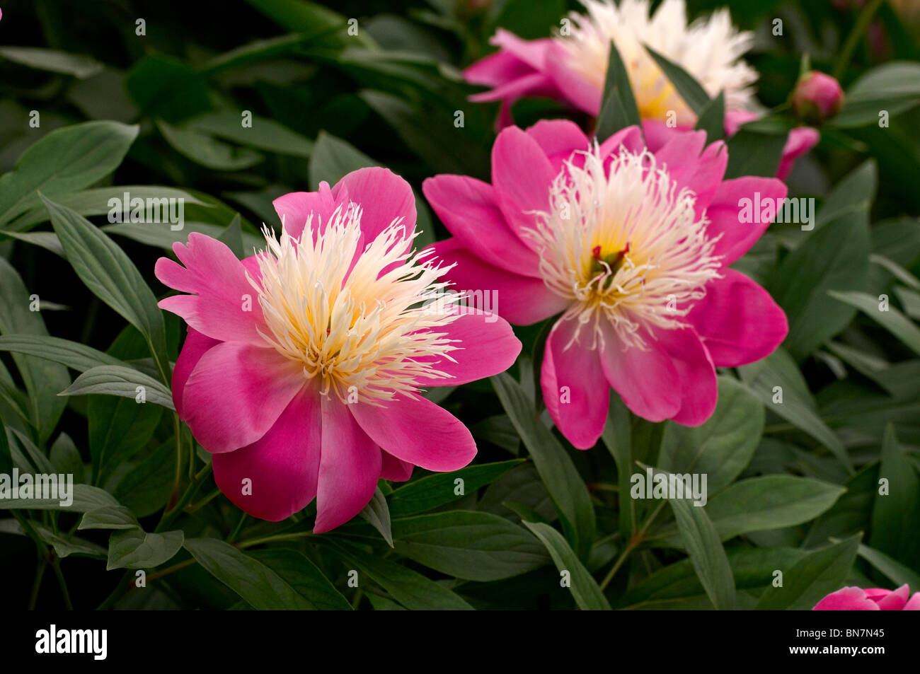 Herbaceous peonies hi-res stock photography and images - Alamy