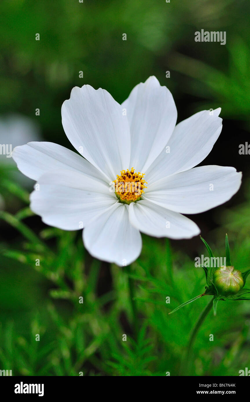 White Flower Closeup Stock Photo - Alamy