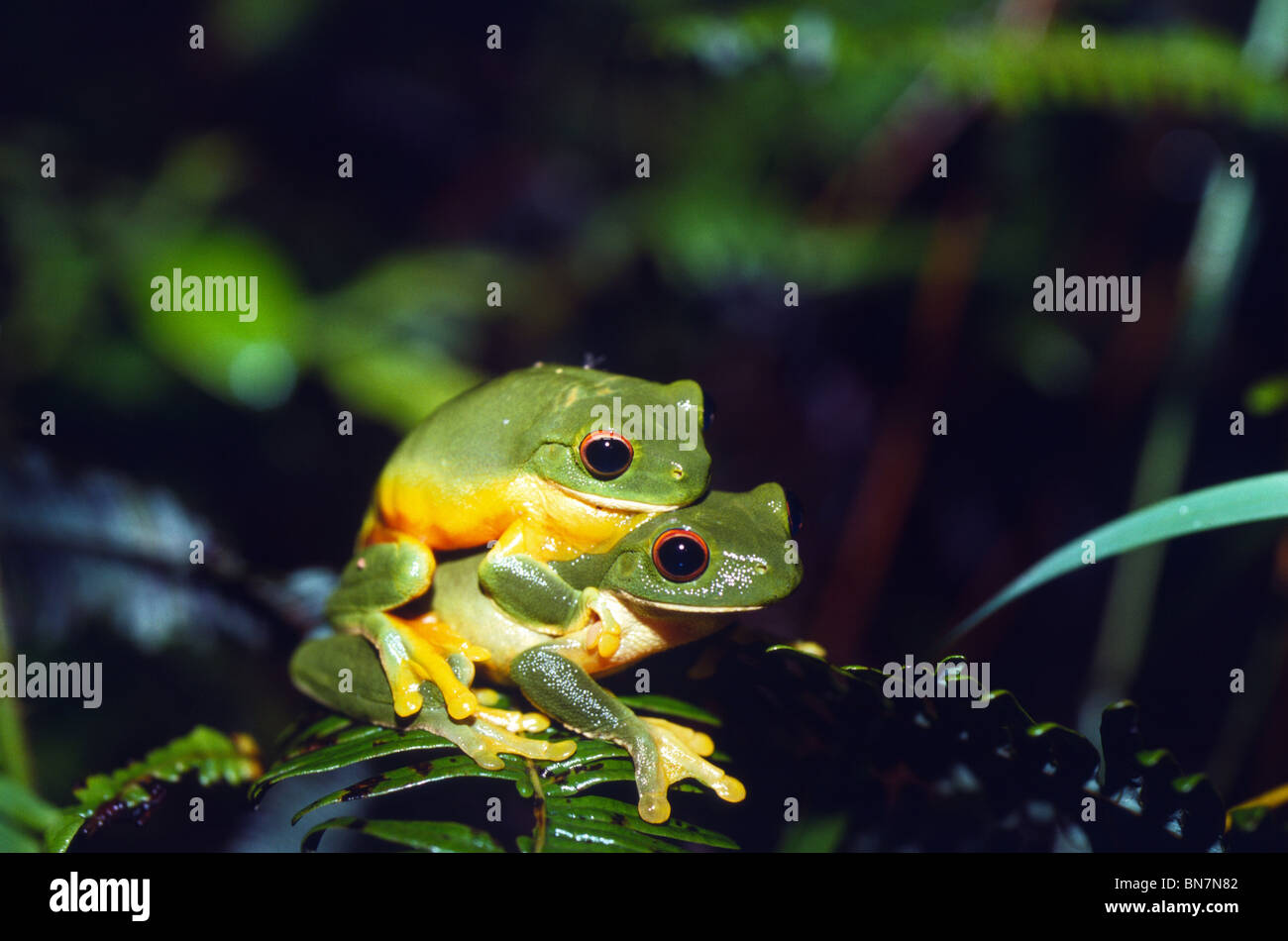 Orange-thighed frogs (Litoria xanthomera) in amplexus, Mossman Gorge ...