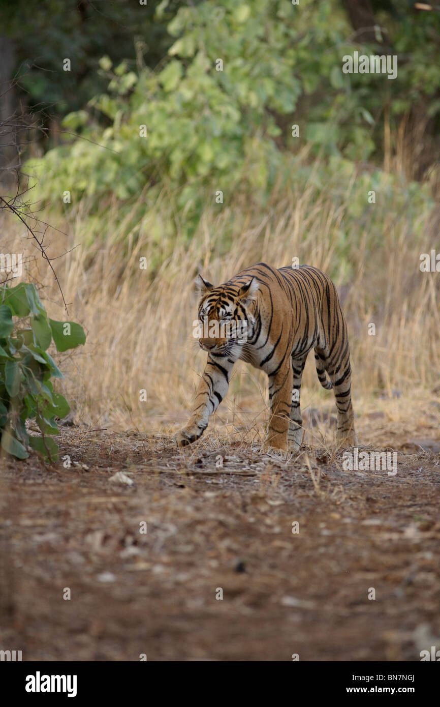 A Bengal Tiger on move in a scrub habitat forest of Ranthambore Tiger ...