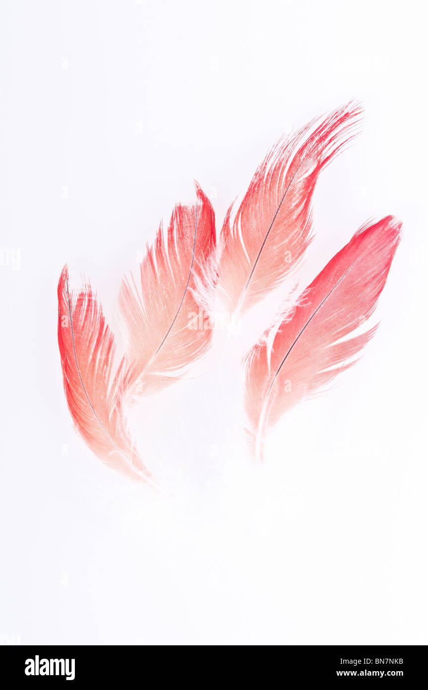 Abstract of Congo African gray parrot, Psittacus erithacus erithacus ...