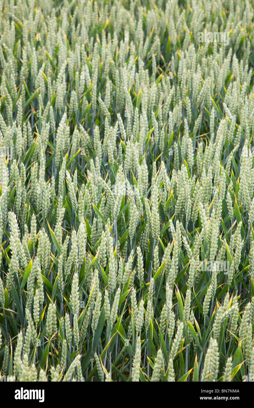 Wheat ears starting to ripen Stock Photo - Alamy