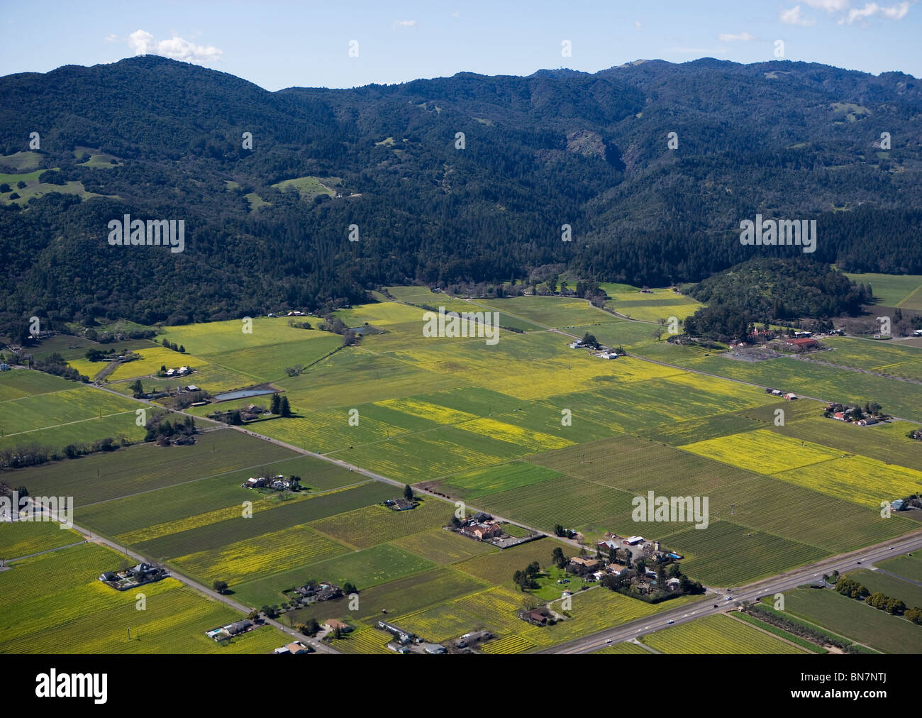 aerial view above mustard cover crop Napa Valley vineyards toward ...