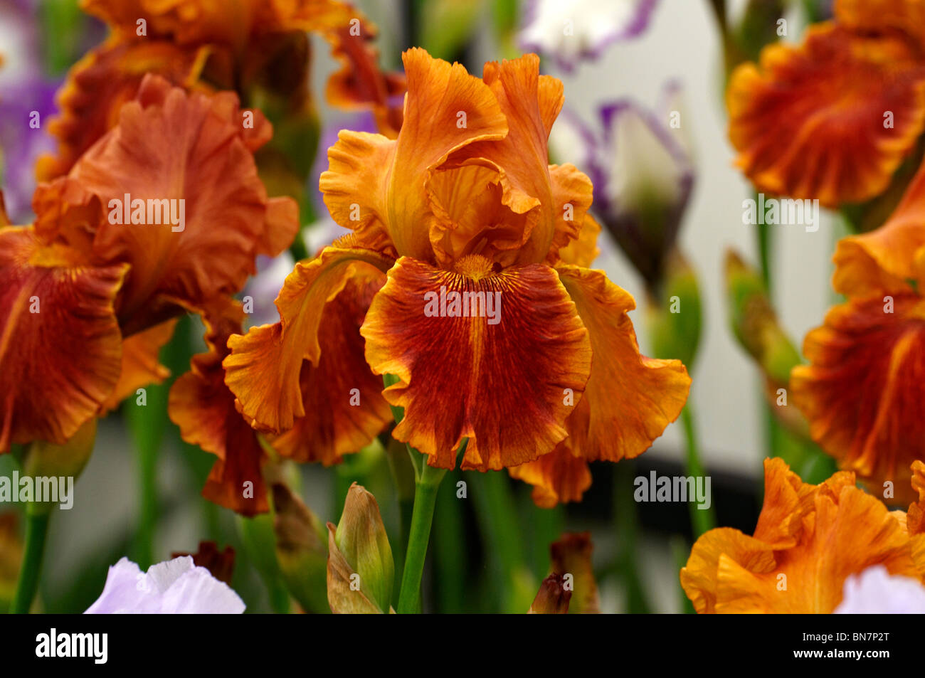 Bearded Iris 'Carnival Time' in flower Stock Photo - Alamy