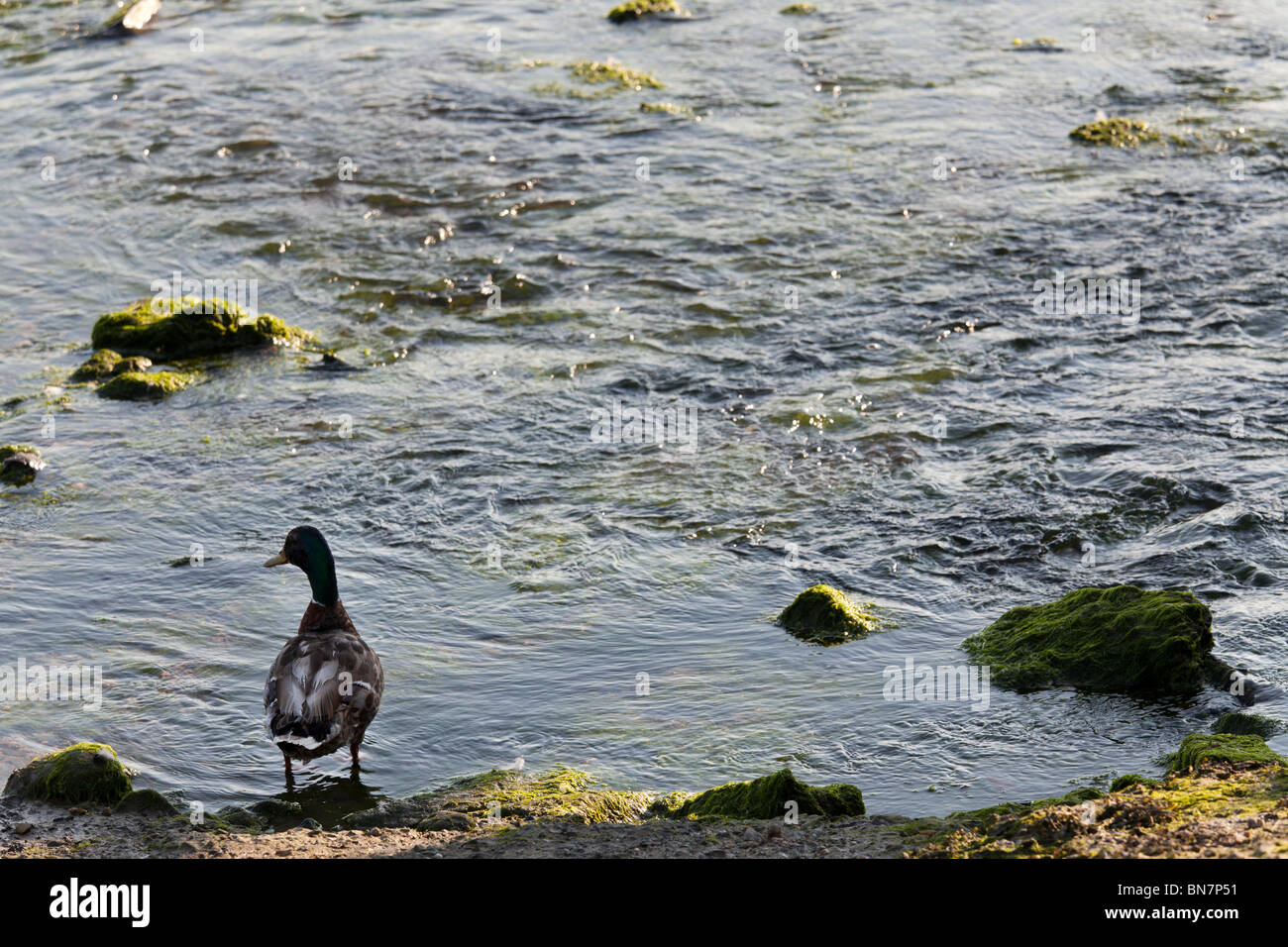mallard duck venturing into fast running stream Stock Photo - Alamy
