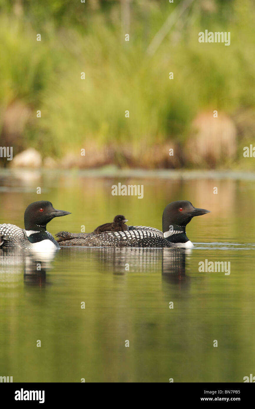 Common Loons with chicks, Northern Diver (gavia immer) from Northern ...