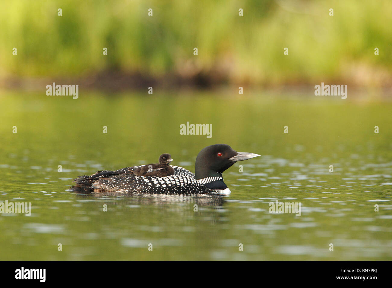 Common Loon with chicks, Northern Diver (gavia immer) from Northern ...