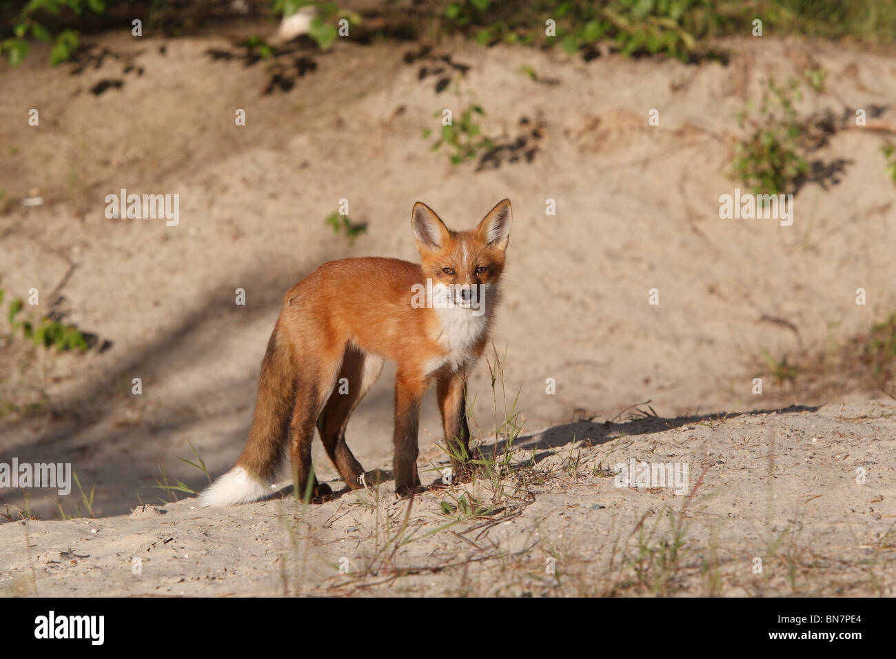 Red fox kit playing hi-res stock photography and images - Alamy