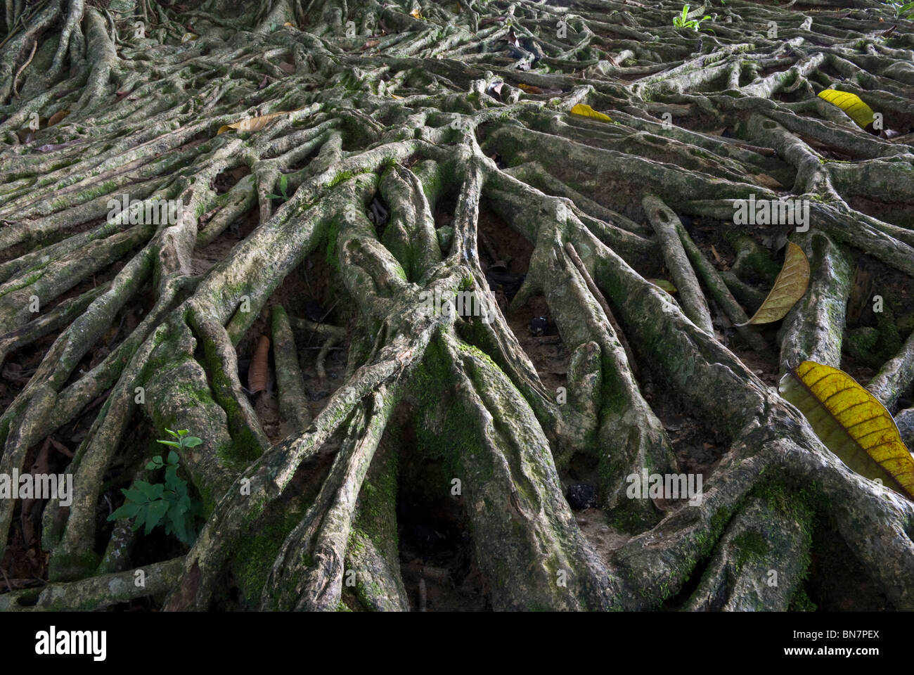 Network of roots of a old tree Stock Photo - Alamy