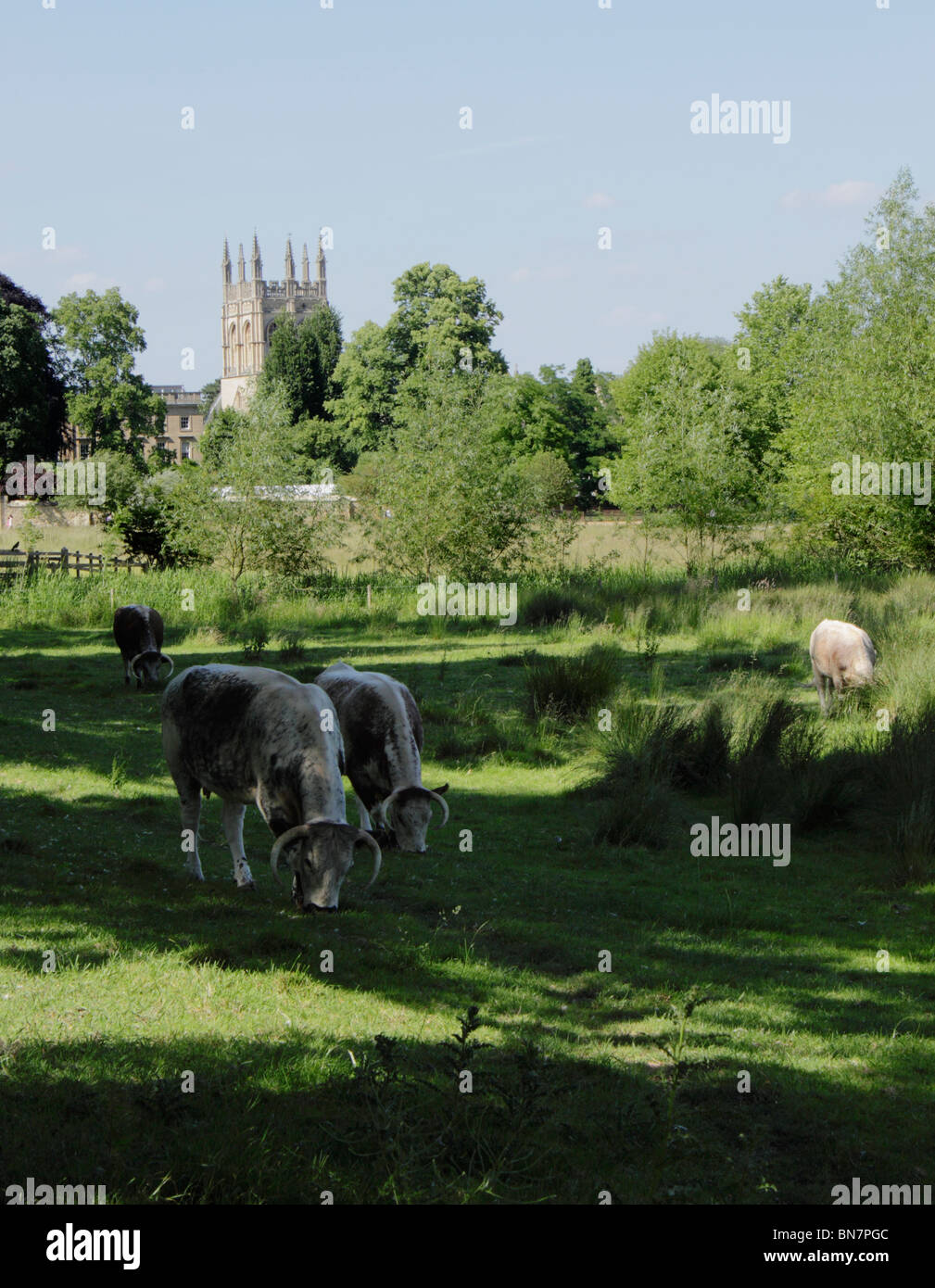 Cattle grazing in Christ Church Meadow Oxford Stock Photo - Alamy