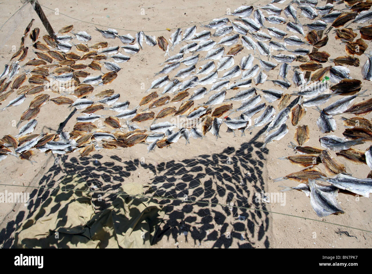 Fish drying on a beach in Vietnam Stock Photo - Alamy