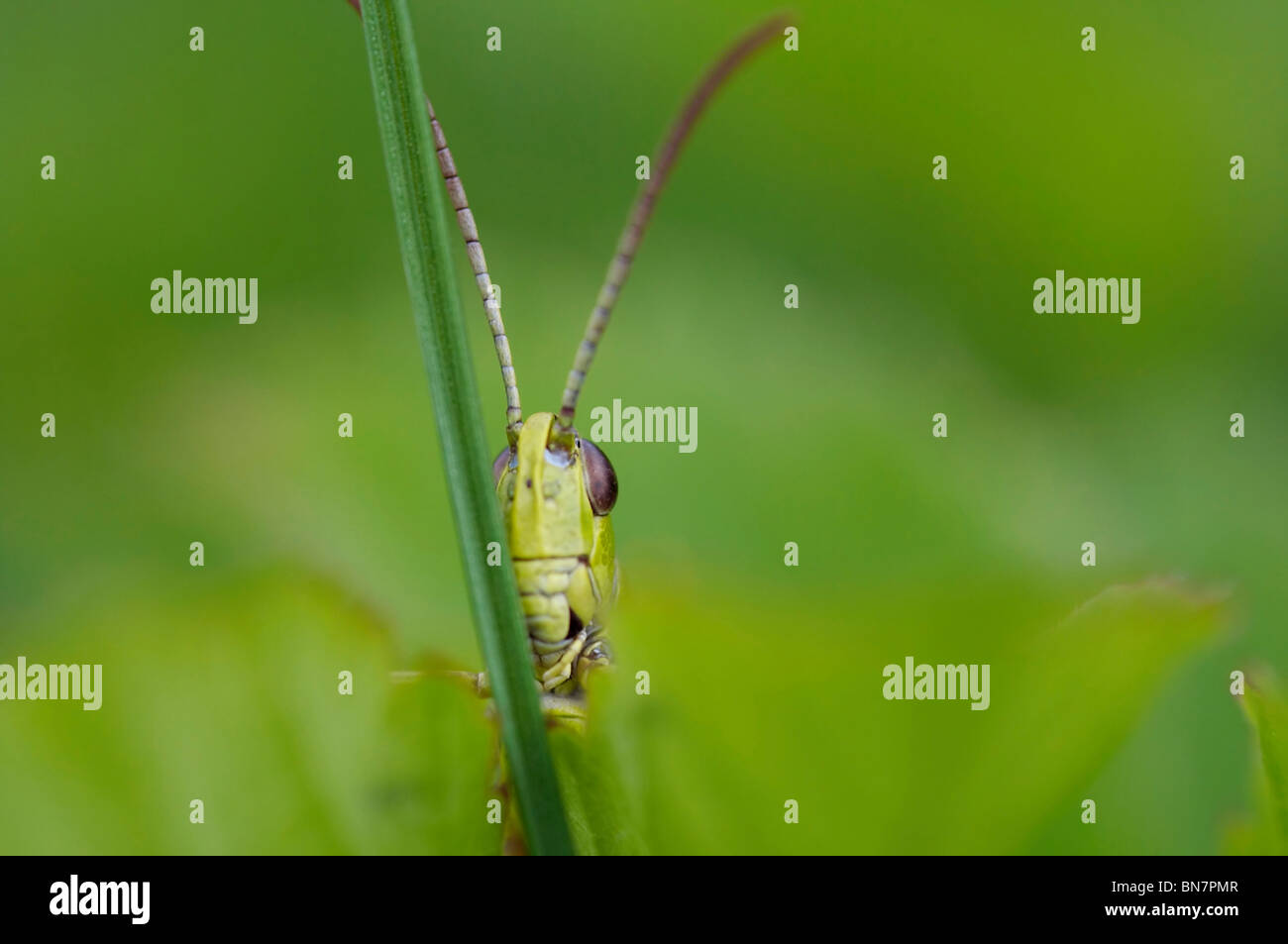 grasshopper hidden behind blade of grass - eyes bulging with wonder ...