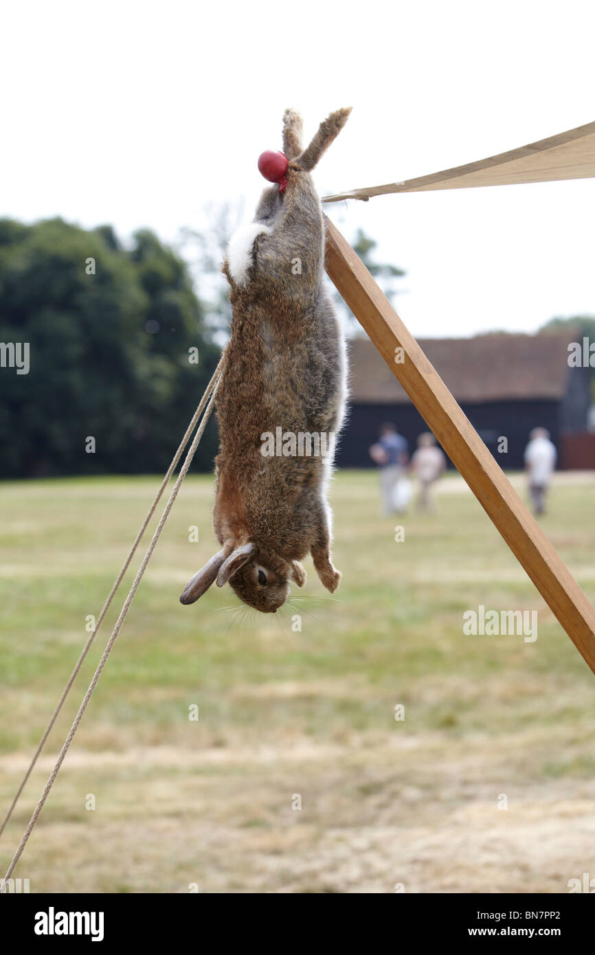 Wild Rabbit hanging from tent pole soon to be eaten Stock Photo - Alamy