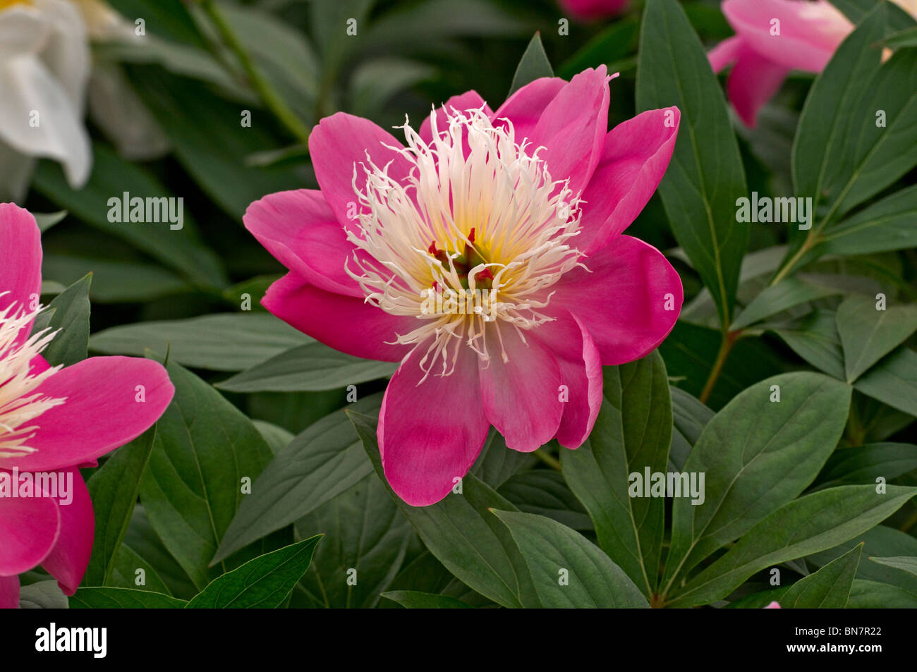 Herbaceous Peonies 'Bowl of Beauty' in flower Stock Photo - Alamy