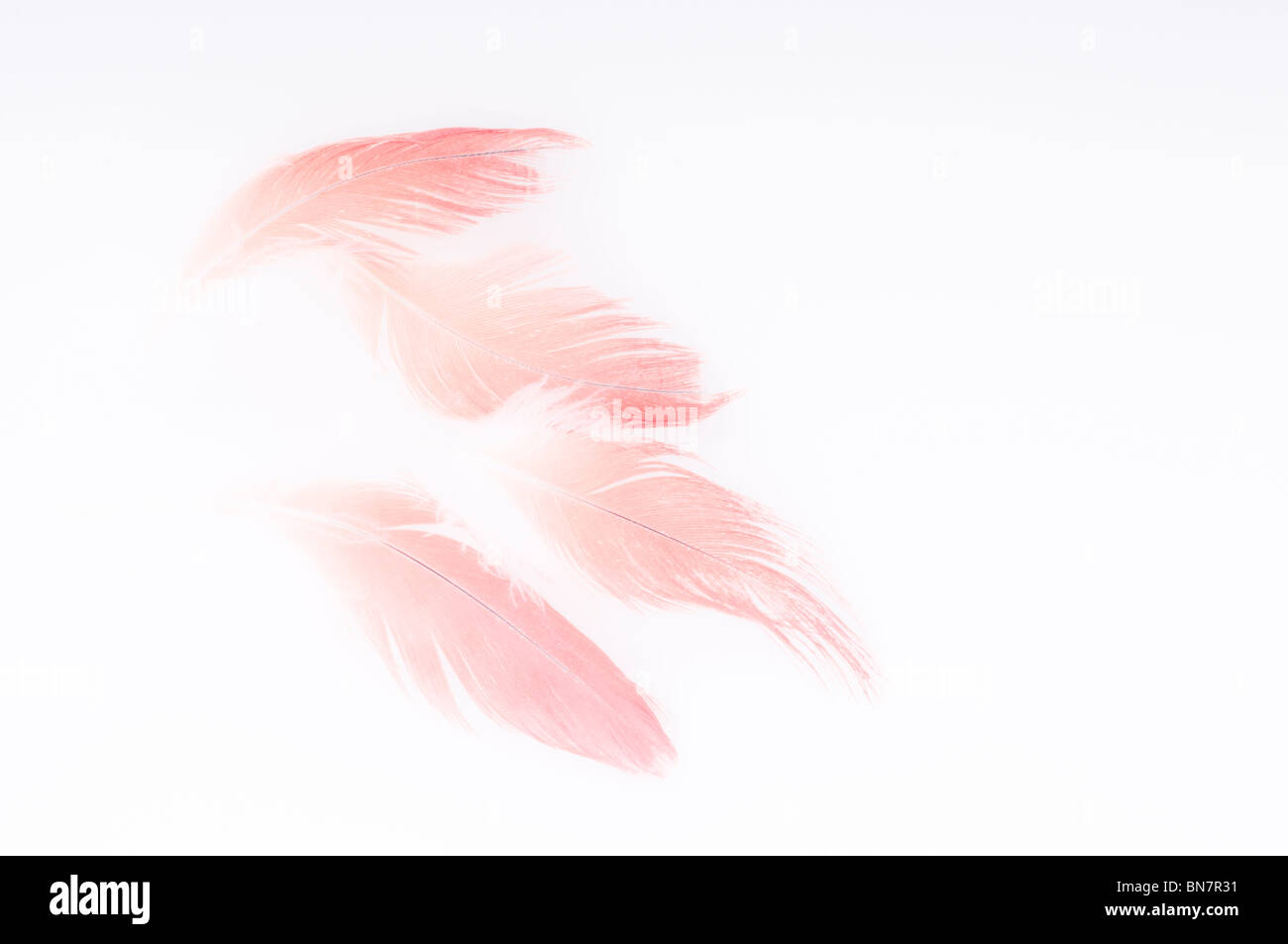 Abstract of Congo African gray parrot, Psittacus erithacus erithacus ...