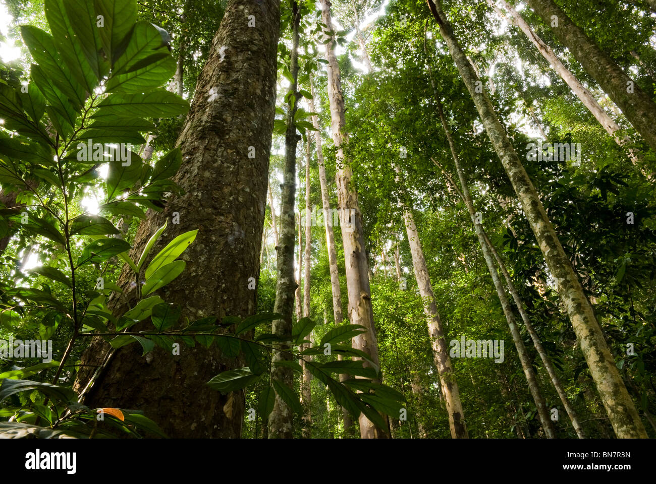 Tropical rainforest in Malaysia Stock Photo - Alamy