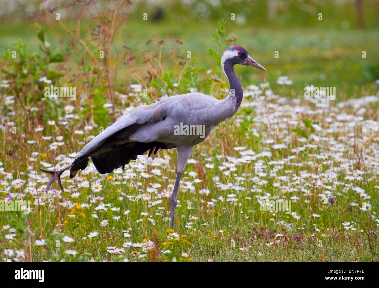 Common Crane stretching wings and leg Stock Photo - Alamy