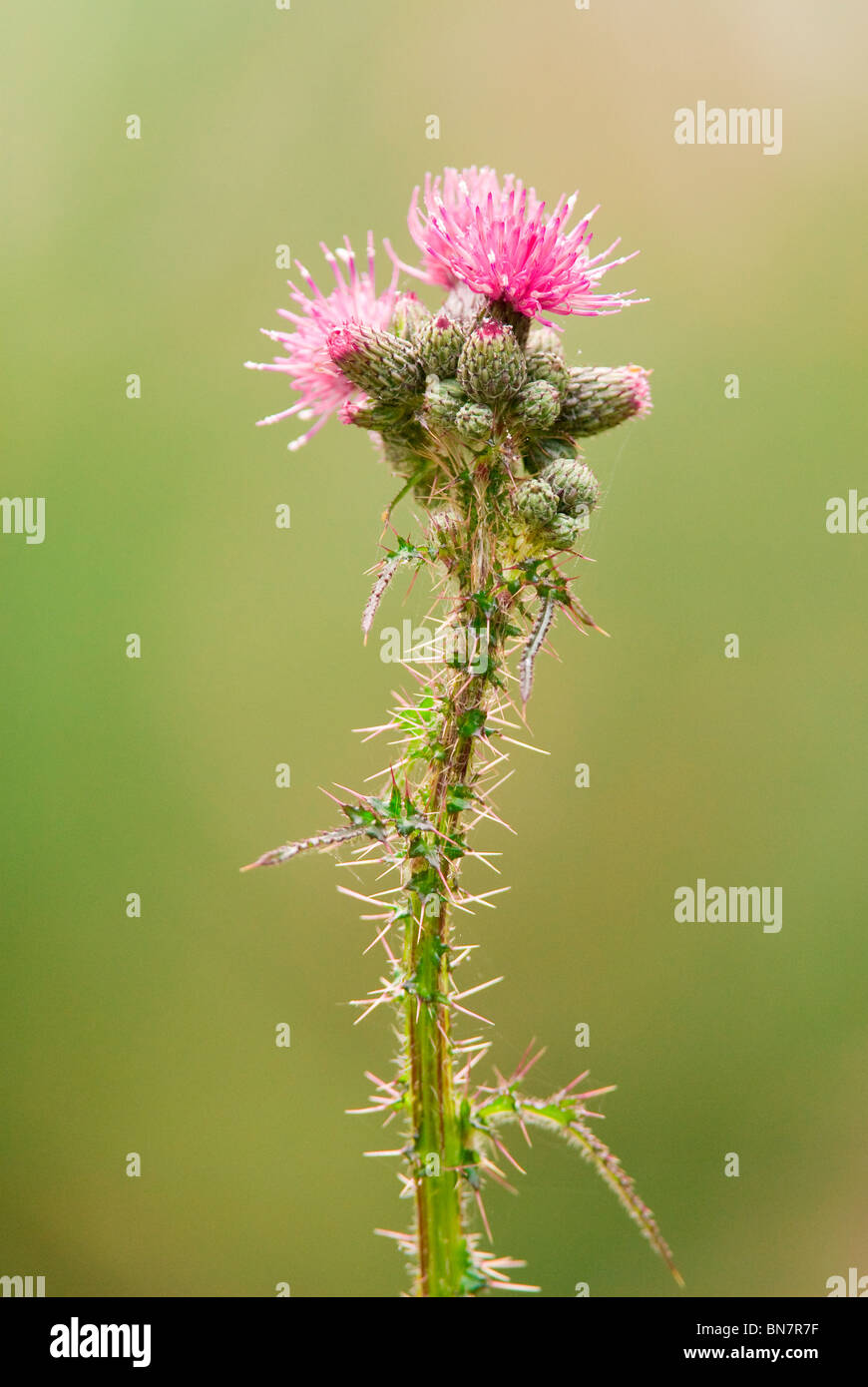 Flowering Thistle New Zealand Stock Photo - Alamy