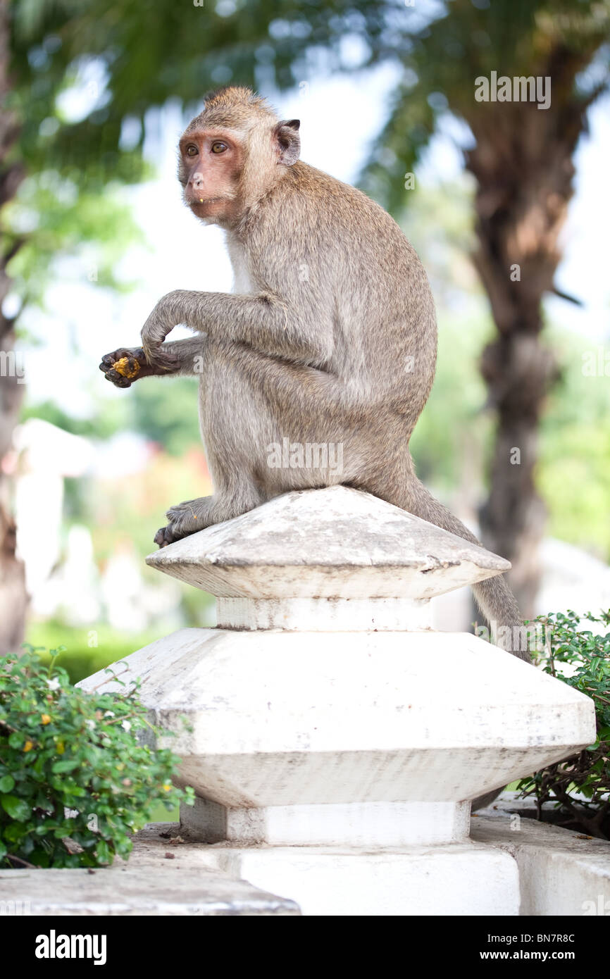 A Monkey and Palm Tree Stock Photo - Alamy