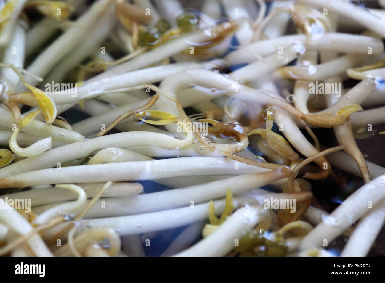 Young soybean sprouts close hi-res stock photography and images - Alamy