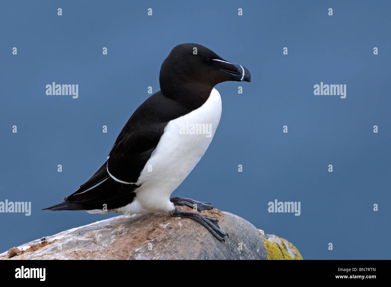 Razorbill birds hi-res stock photography and images - Alamy