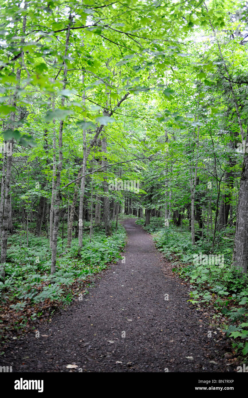 Ottawa National Forest Upper Peninsula Michigan Stock Photo - Alamy