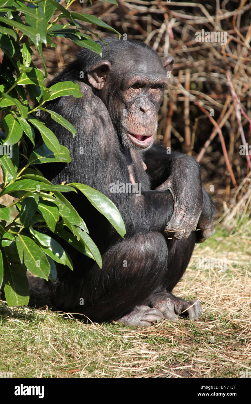 Relaxing chimp hi-res stock photography and images - Alamy