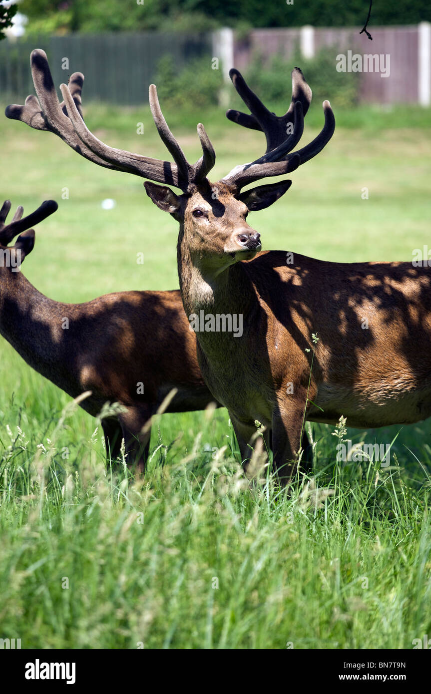 Young red deer stags in shade Stock Photo - Alamy