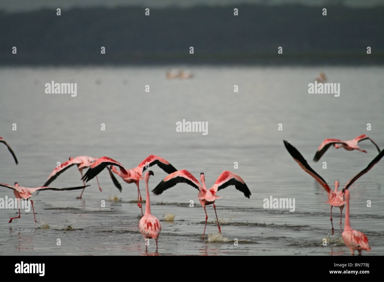 Greater and Lesser Flamingos in Lake Nakuru, Kenya, Africa Stock Photo ...